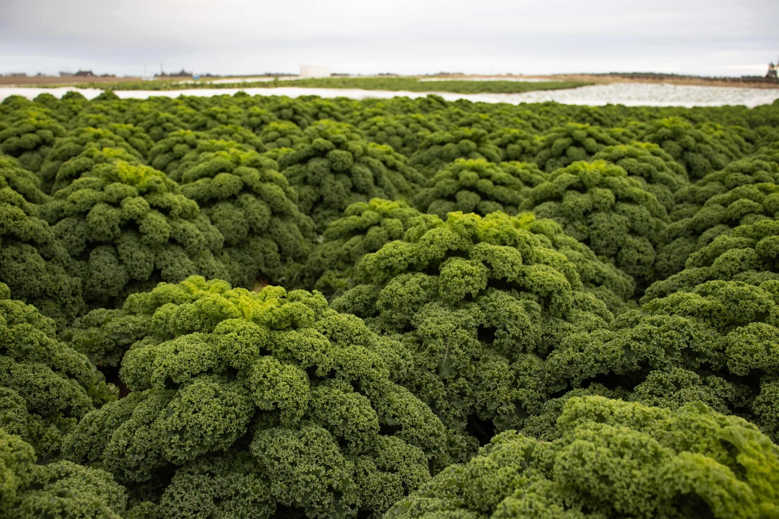 Kettle Produce | Eden Scott